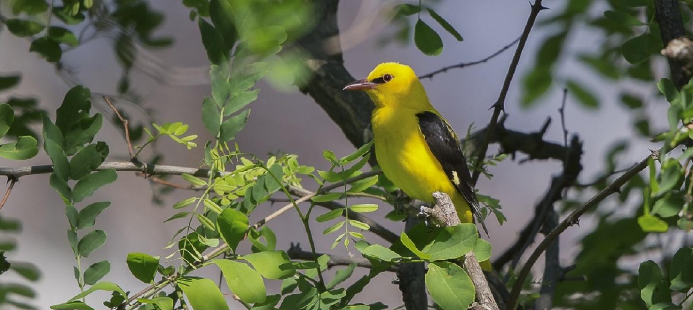 Der Flötenspieler im Auenwald (AUSGEBUCHT) | Naturzentrum Klingnauer ...